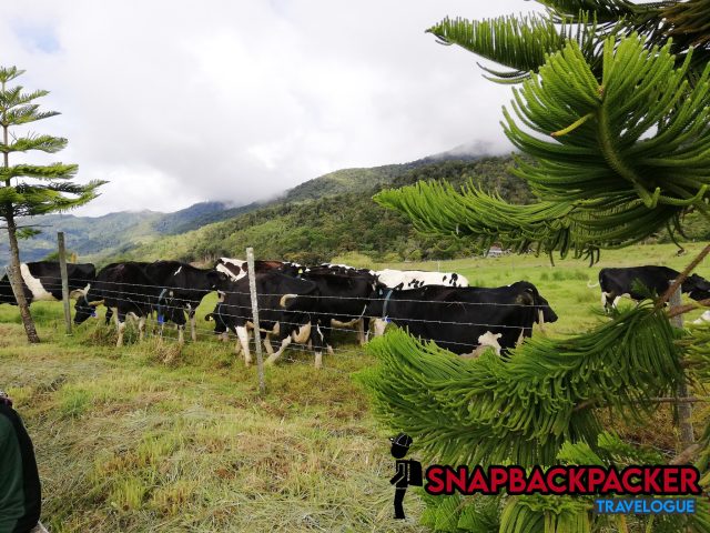 Desa Dairy Farm Kundasang Sabah. Apa Tarikan Pelancongan di Sini ...